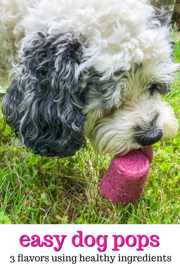 Easy Dog Pops - 3 Flavors To Treat Your Pup This Summer!